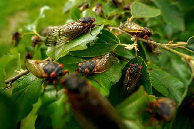 How and why to eat the swarming cicadas | The Independent