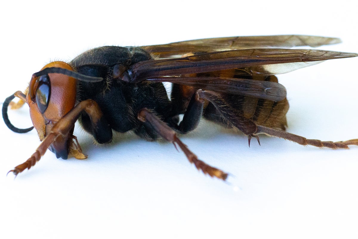 Washington’s first ‘murder hornet’ nest eradicated | The Independent