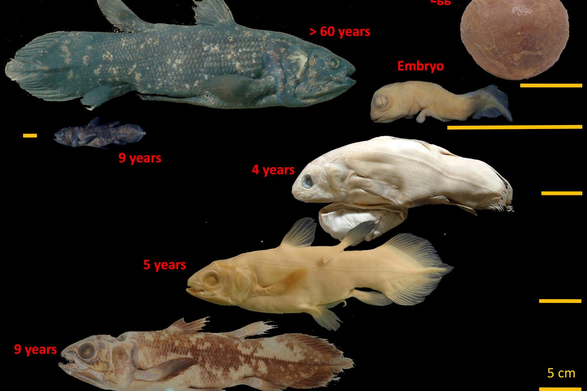 Mysterious ‘living fossil’ fish lives for 100 years and is pregnant for ...