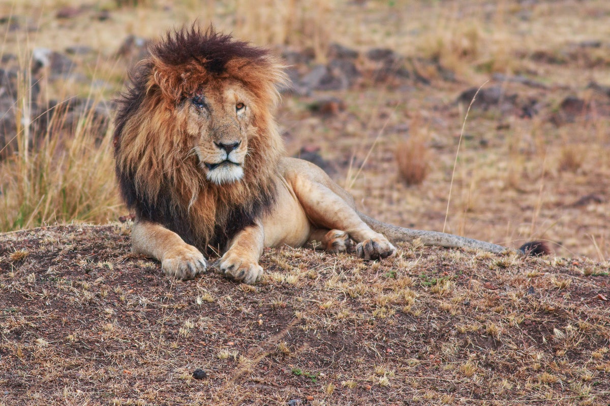 Scarface the Lion dies, aged 14 | The Independent
