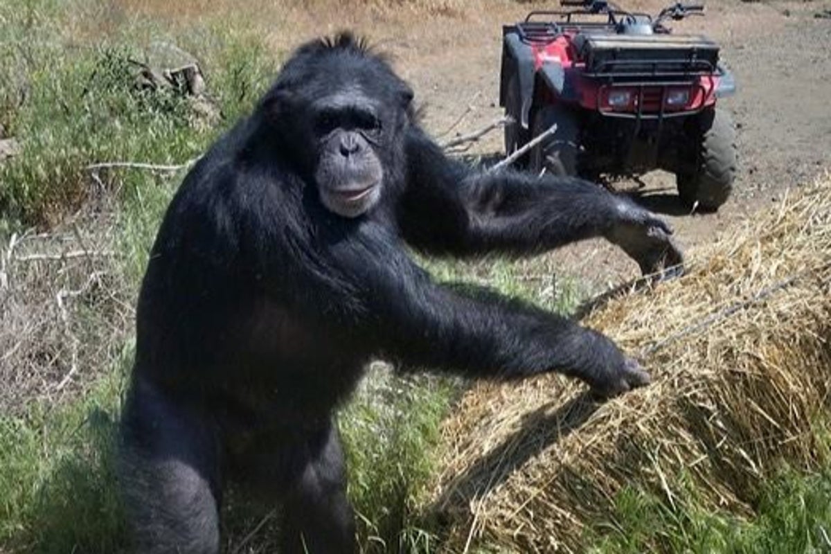 Chimpanzee shot after woman attacked and trapped in basement | The ...