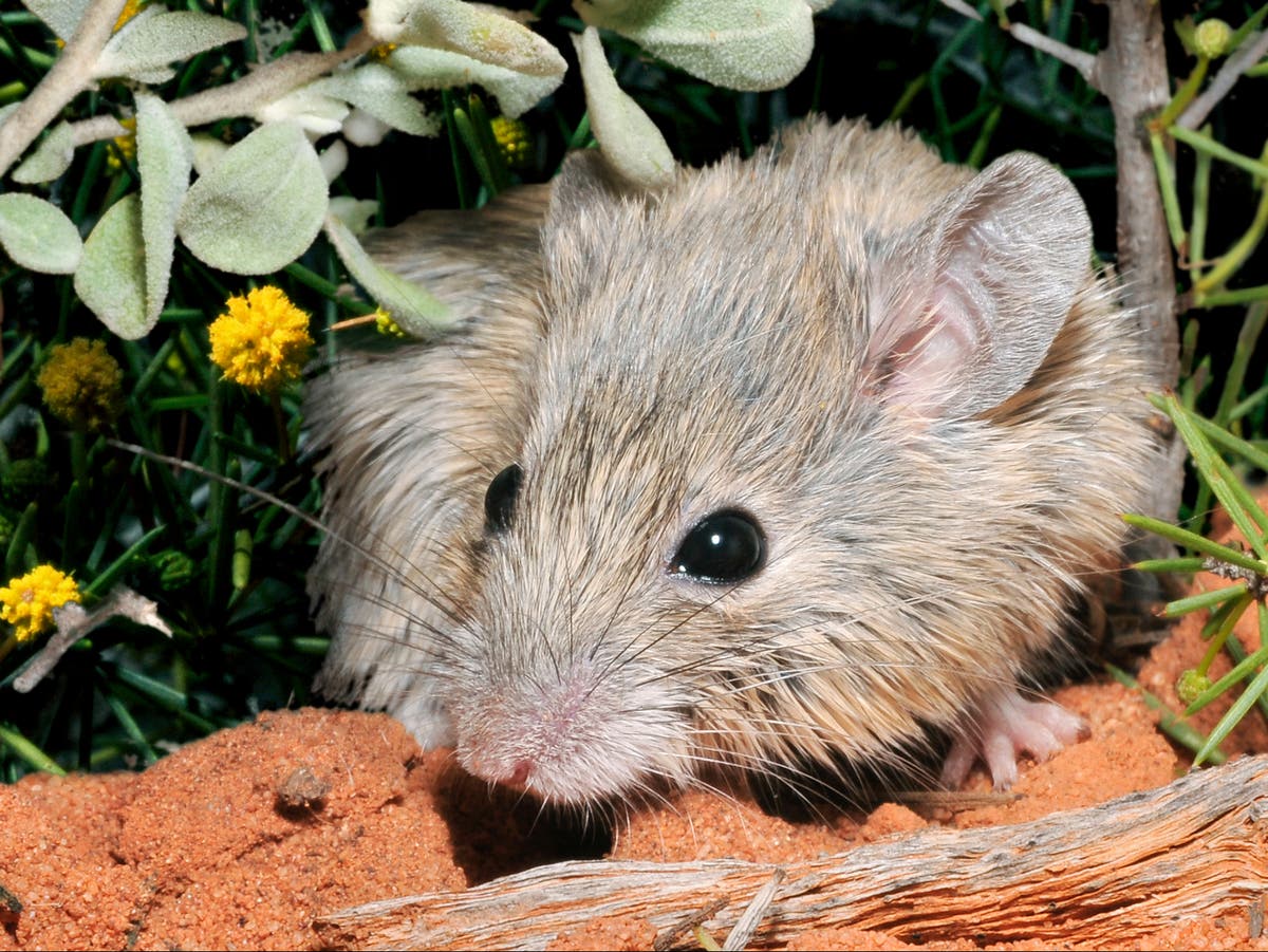Shock find brings ‘extinct’ mouse back from the dead | The Independent