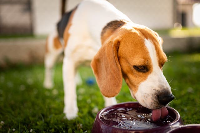 What temperature is too hot to walk your dog? RSPCA issues heatwave ...