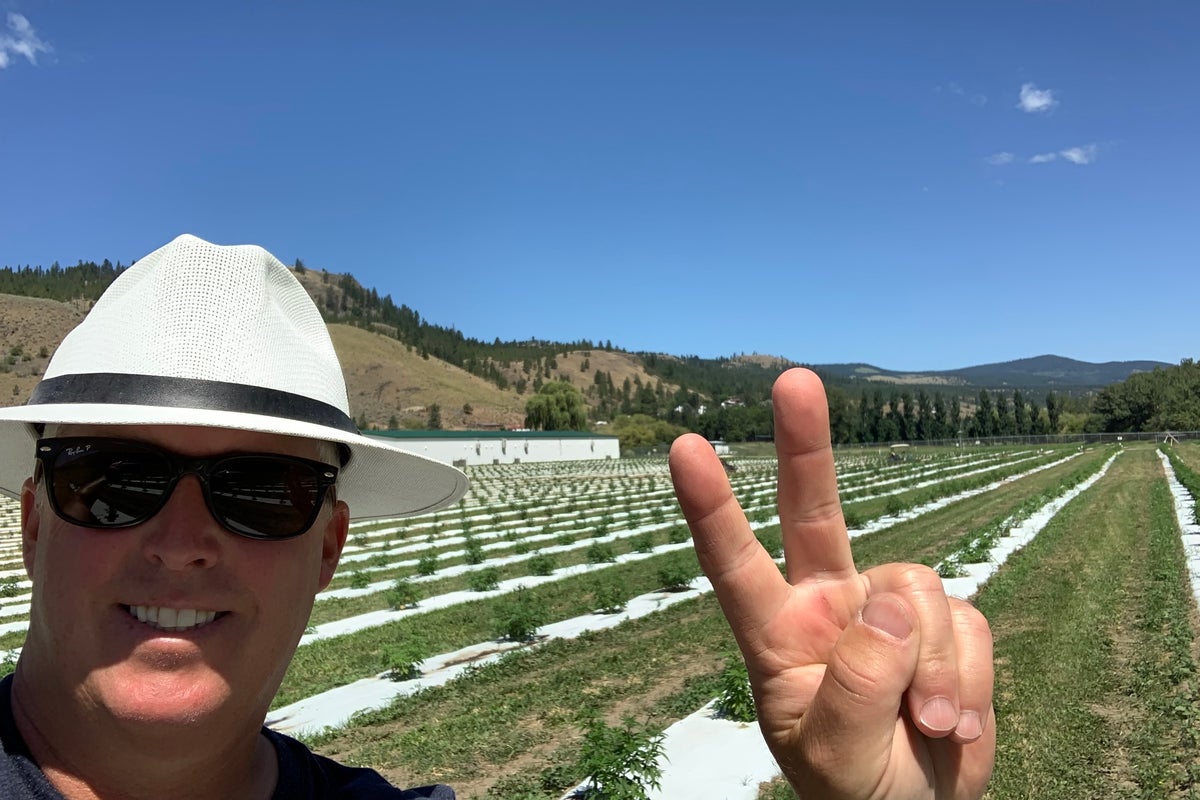 How the heatwave is supercharging cannabis growth – special report ...