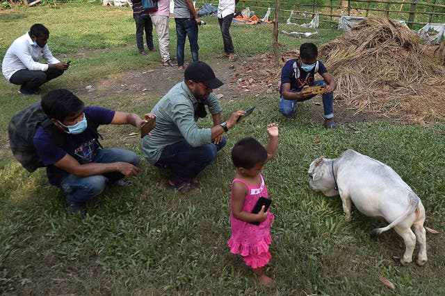 ‘World’s smallest cow’ draws huge crowds in Bangladesh | The Independent