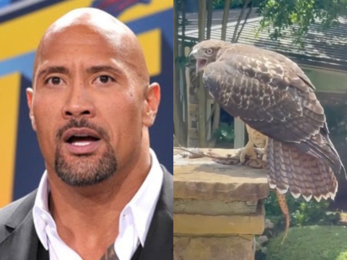 Dwayne Johnson shares ‘amazing’ video of hawk tackling a snake – and ...