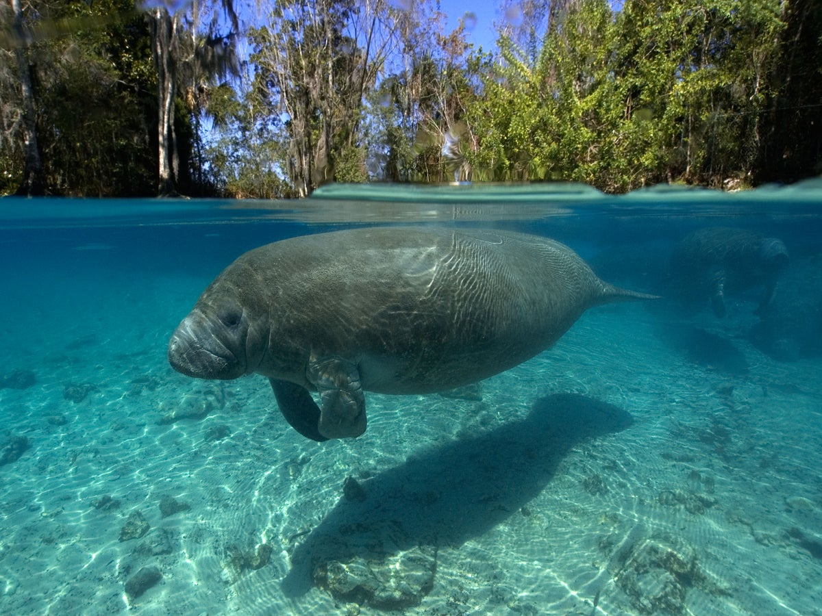 are manatees affectionate