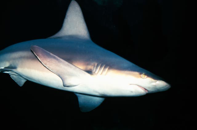 Shark map shows where biggest species are found in UK waters | The ...