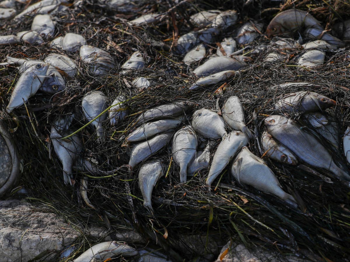 Florida’s ‘red tide’ killing hundreds of tons of fish | The Independent