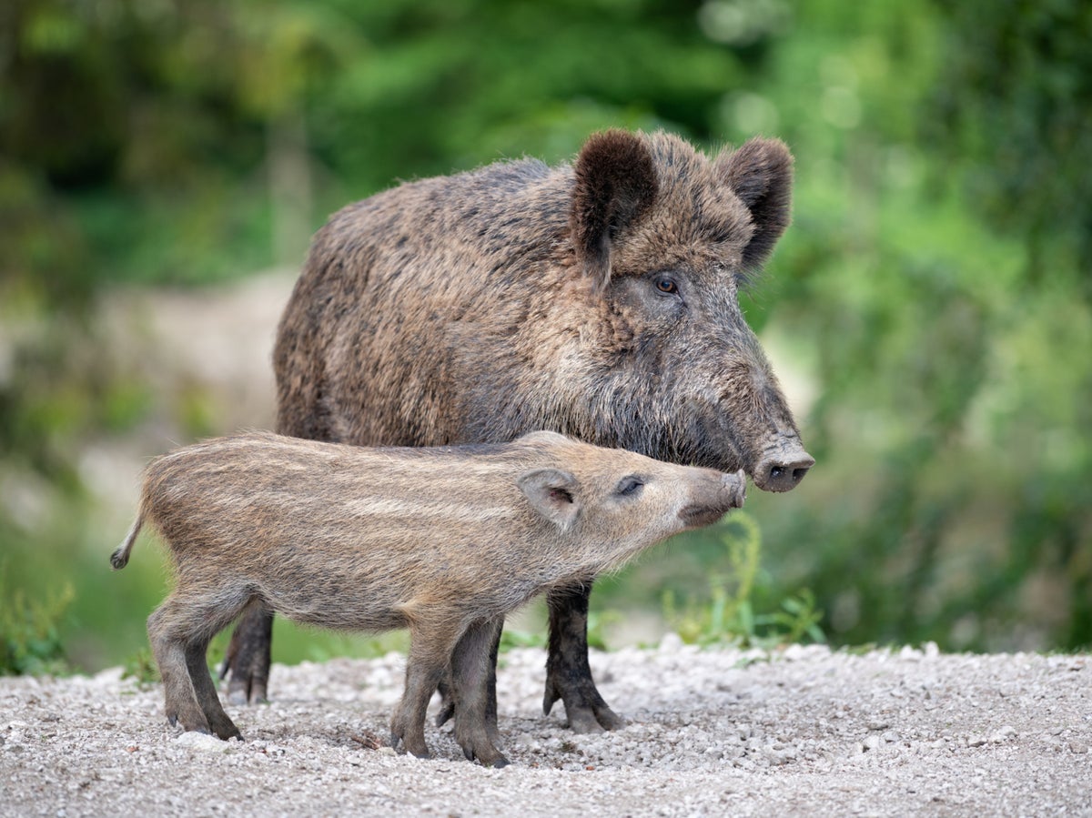 Global Wild Boar Population has Greater Impact Than 1 Million Cars Global Wild Boar Population has Greater Impact Than 1 Million Cars