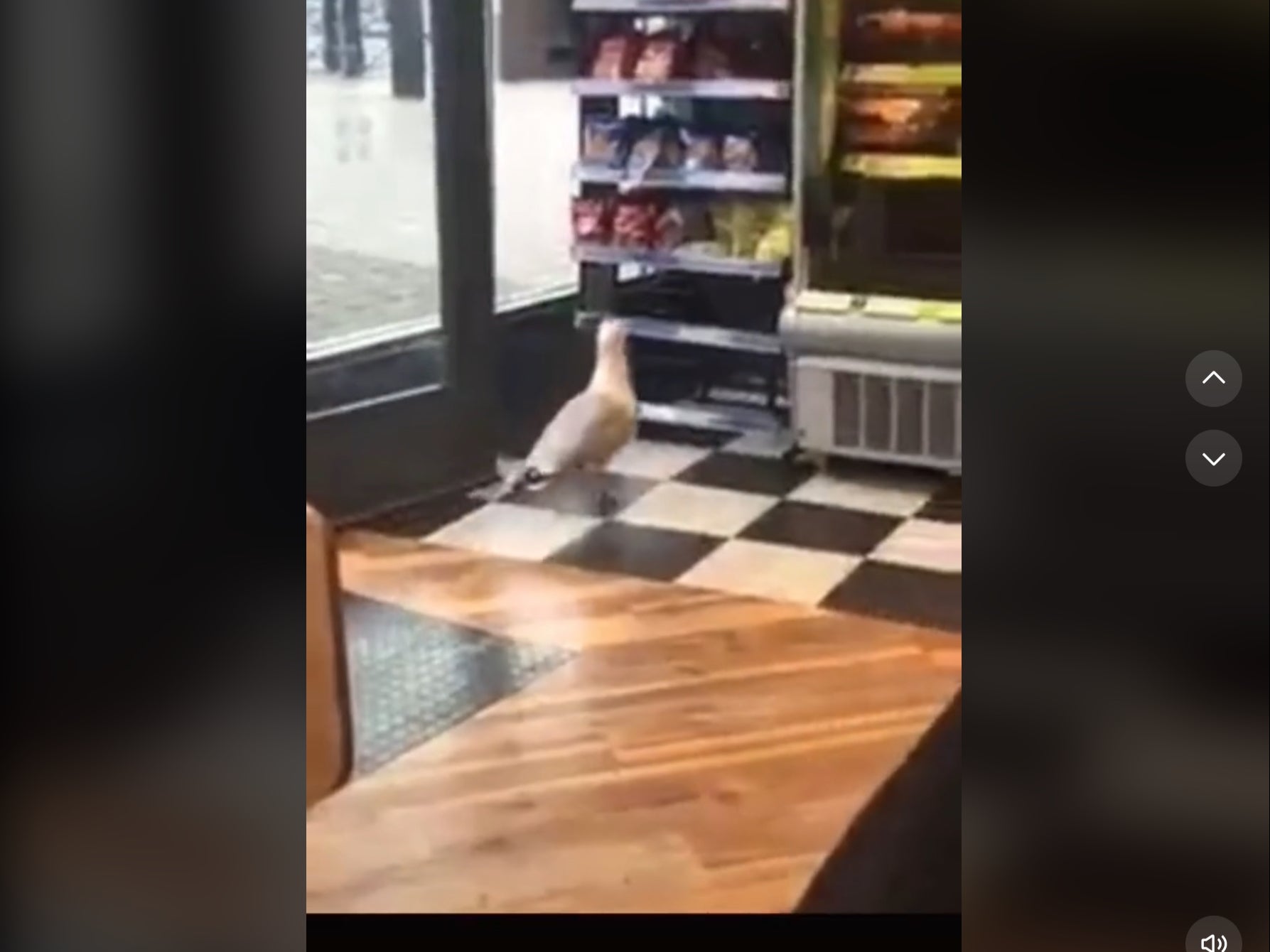 Seagull finds a new creative way to steal snacks in viral TikTok | indy100