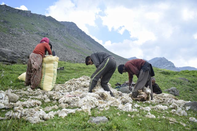 Kashmir’s nomadic tribes of Gujjar and Bakarwal | The Independent