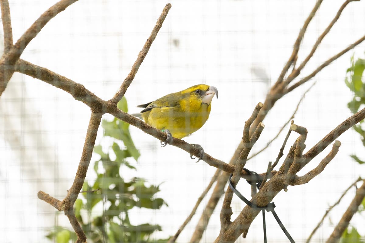 ‘Critically endangered’ bird found living in Hawaii volcano | The ...