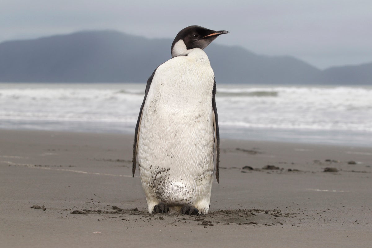 Emperor penguins ‘will be extinct’ by 2100, scientists warn | The ...