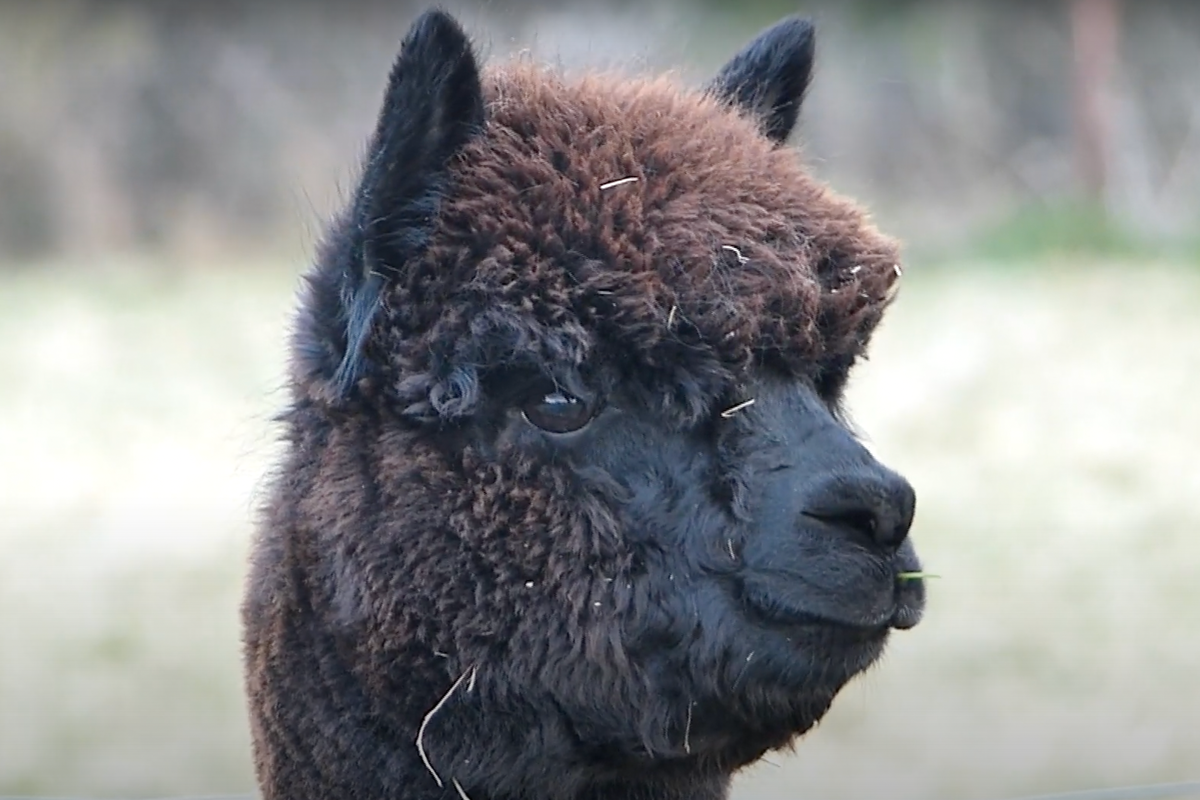 If Boris Johnson doesn’t save Geronimo the alpaca then the man is ...