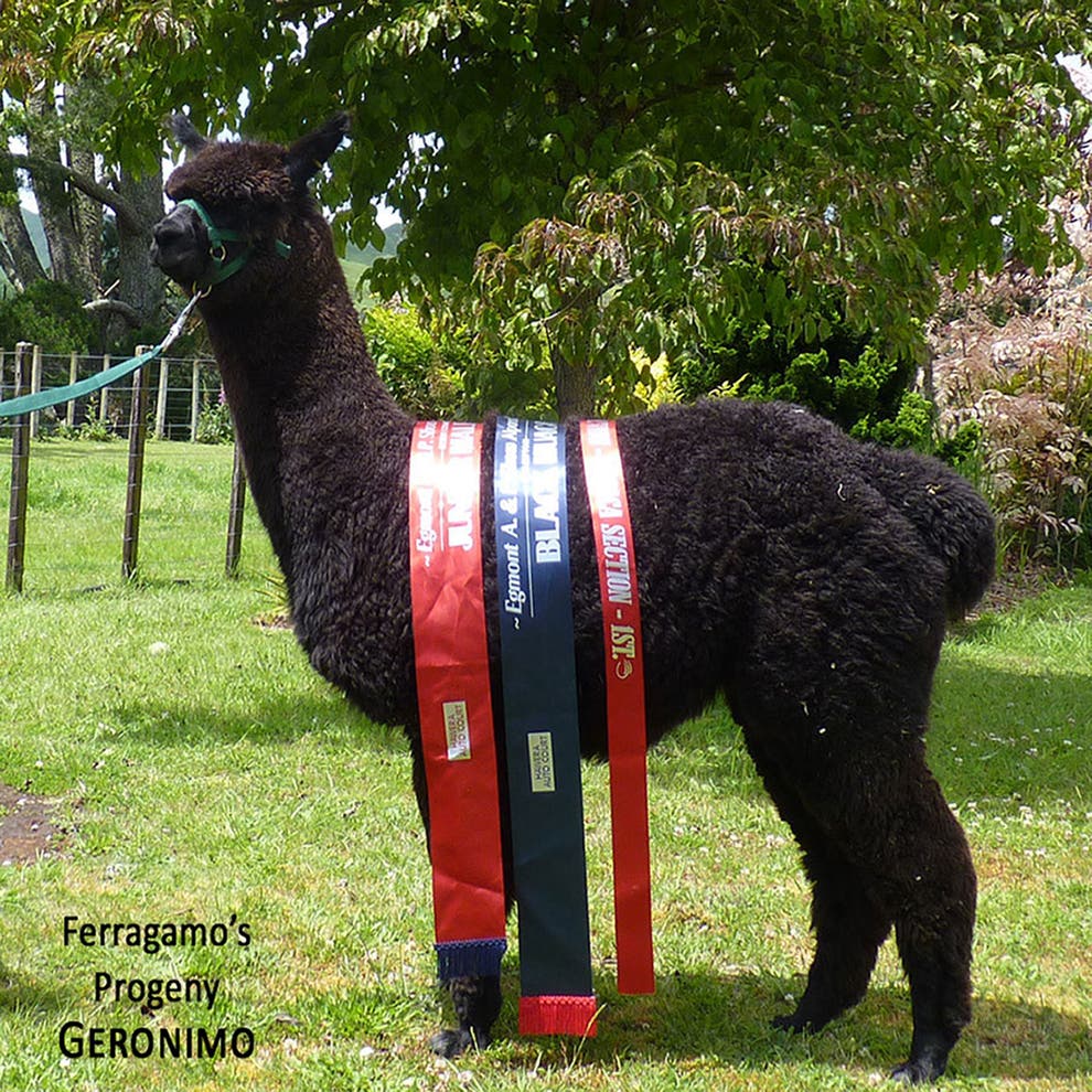 Minister urged not to kill alpaca Geronimo ‘in front of the whole world ...
