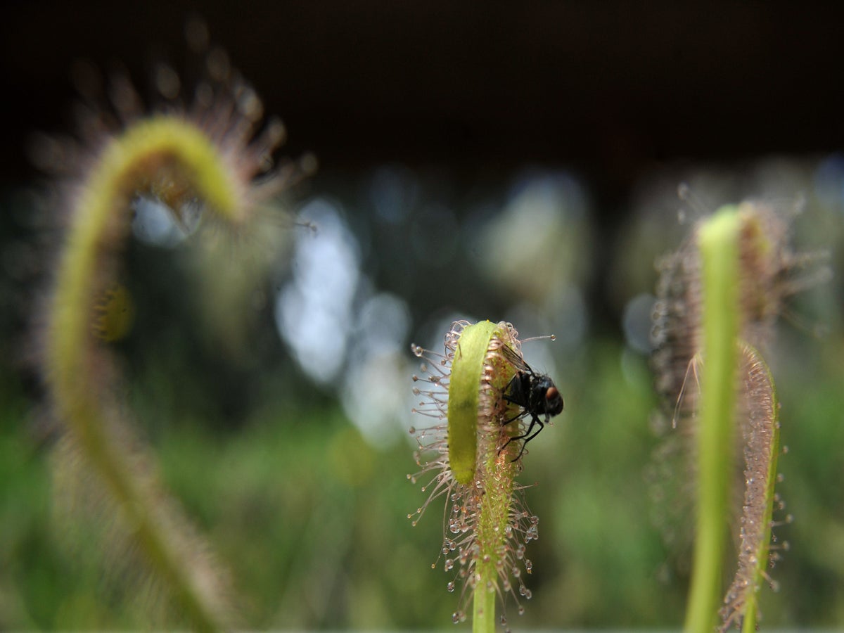 Sundew Plant Eating Fly