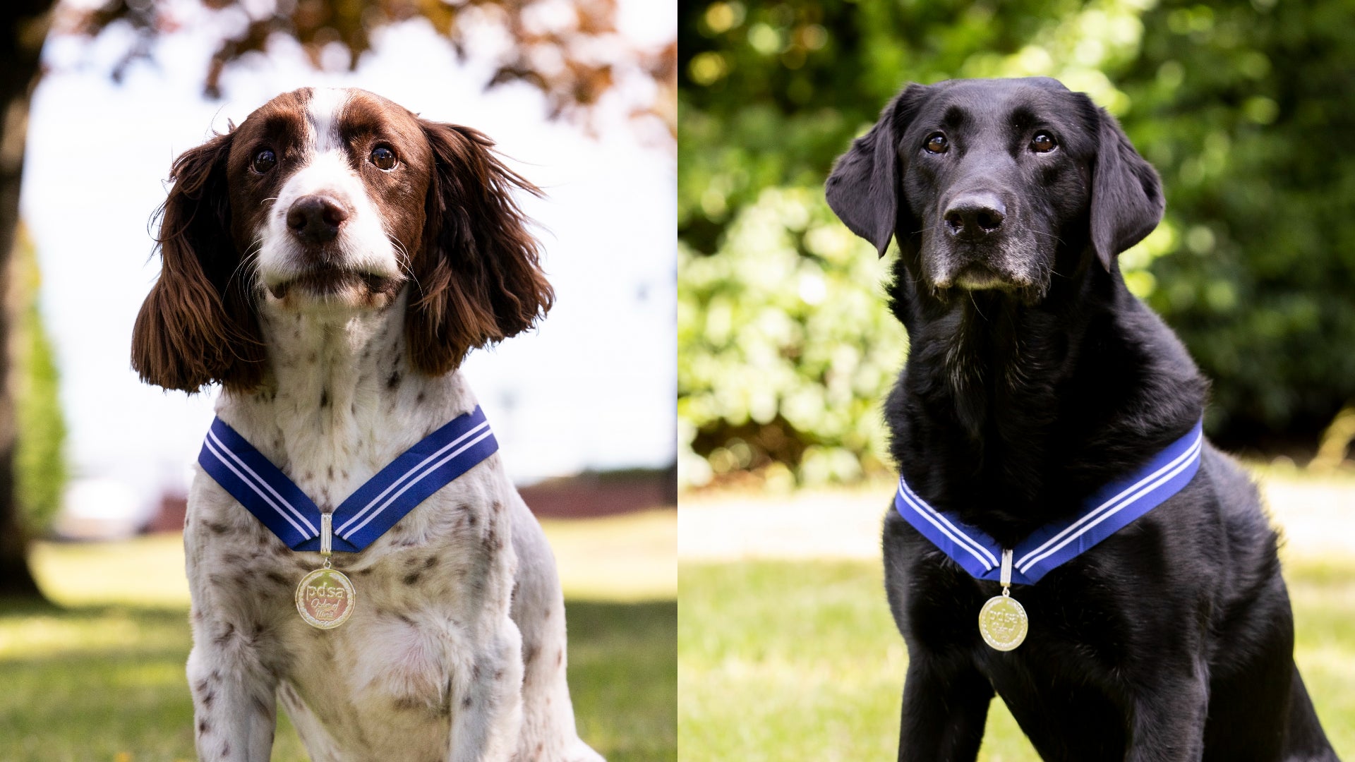 Bomb-sniffing RAF dogs who served for six years awarded animal OBE ...