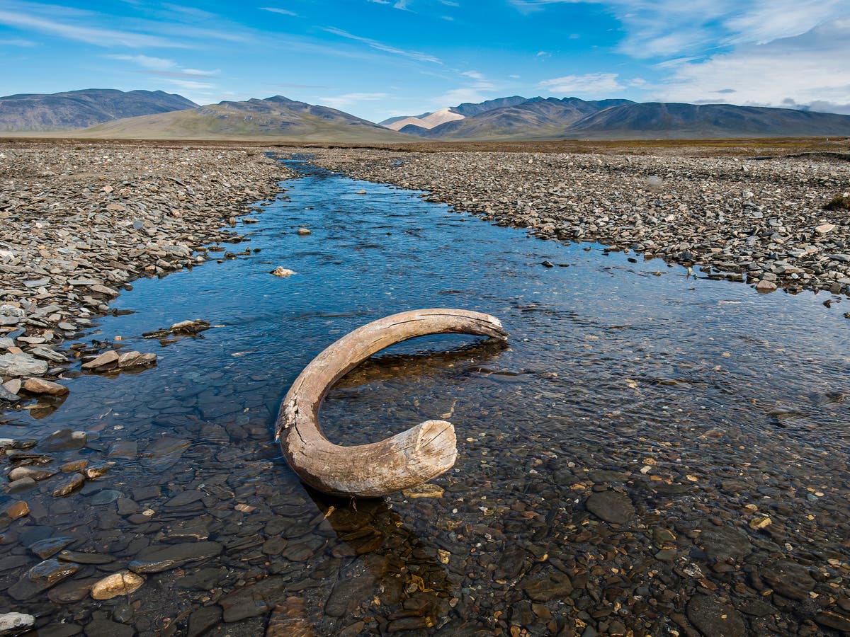 Woolly mammoth walked far enough to circle Earth twice, study finds ...