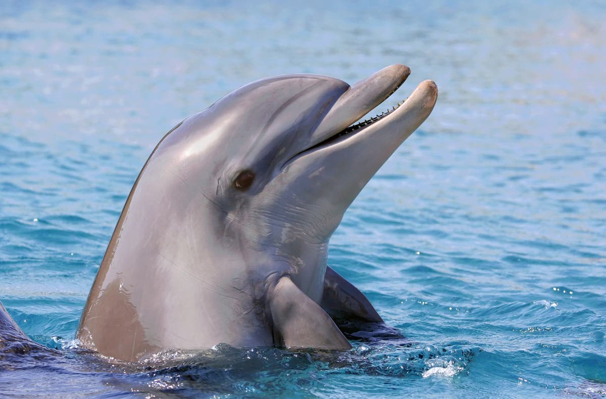 New virus found in dolphins risks outbreak through marine life | The ...