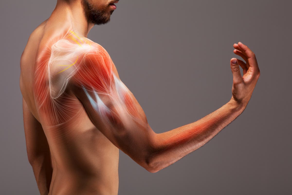 How do muscles work, and how do we hear sound waves? | The Independent