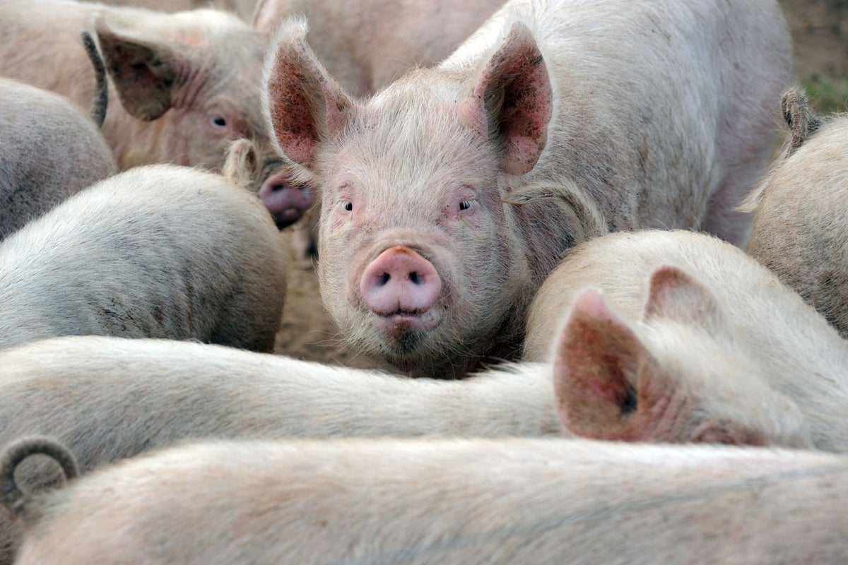 Pigs may be culled because of staff shortages, meat industry warns ...