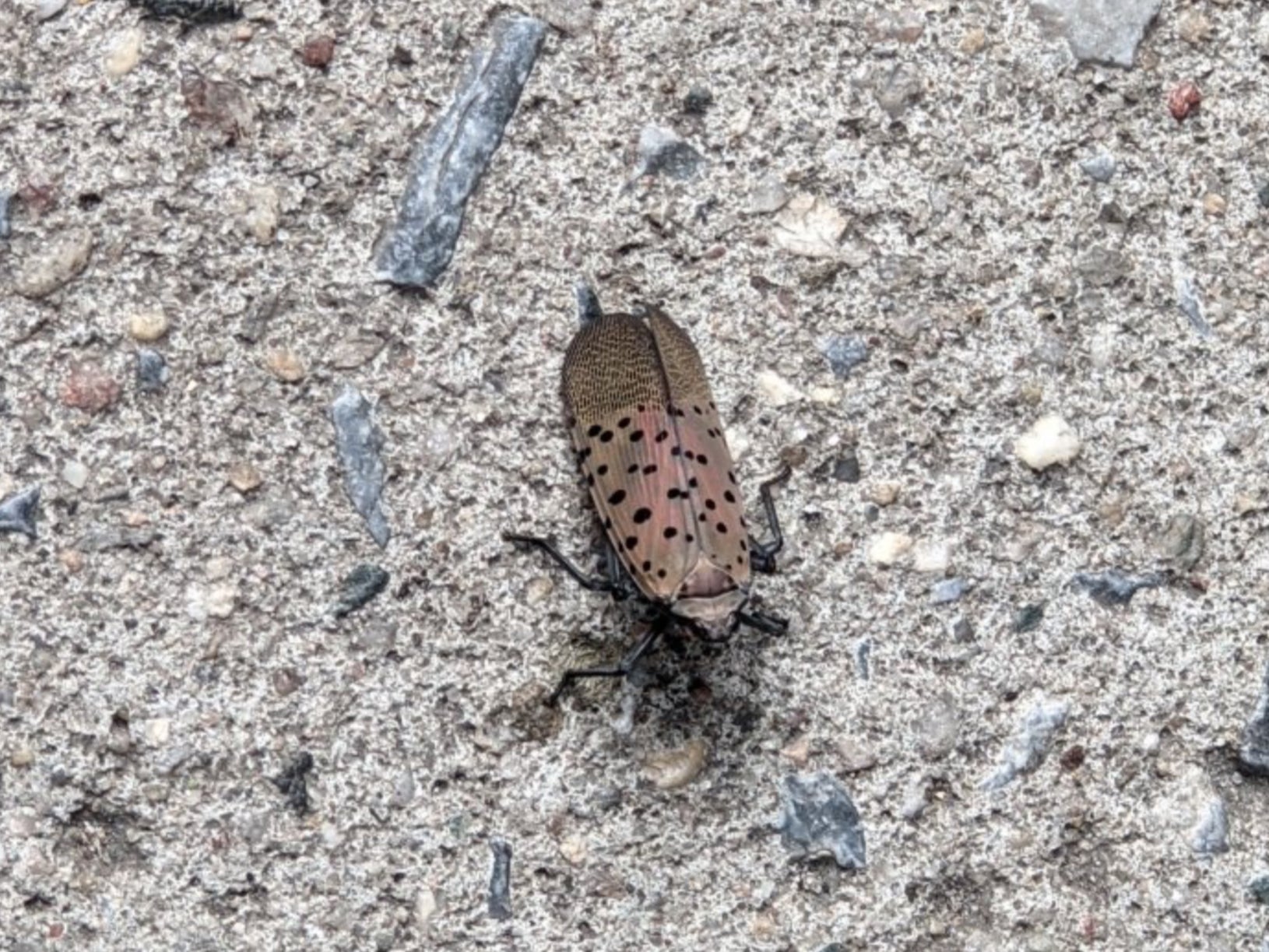 Invasive flies swarm NYC and people are urged to stomp them on sight ...