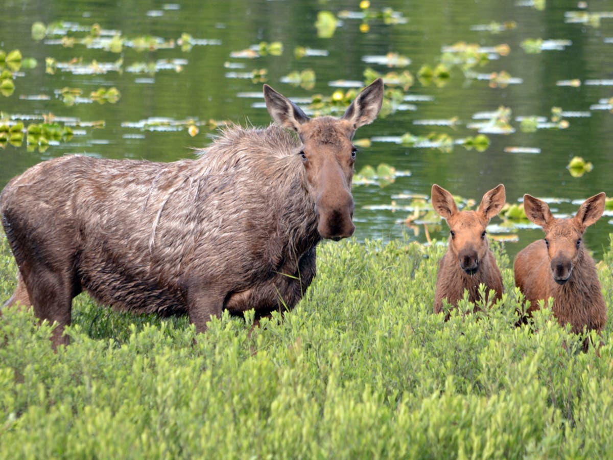 Elderly woman hospitalised after moose attack in Colorado | The Independent