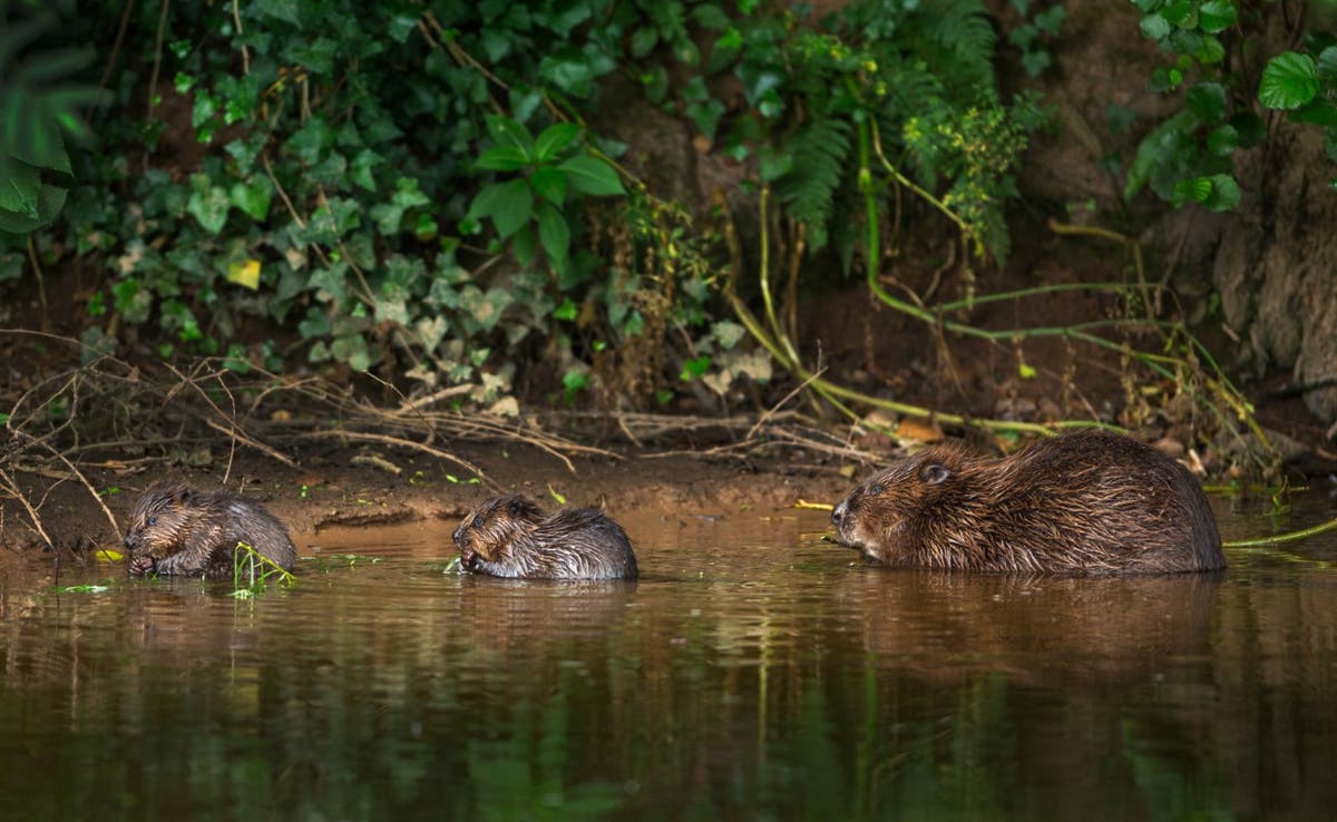 How beavers finally returned to British rivers after 400 year | The ...