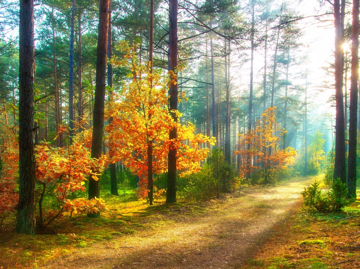 UK weather forecast: Temperatures set to soar in September heatwave ...