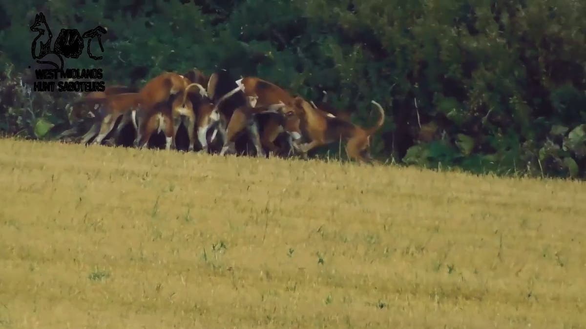 Shocking moment pack of dogs tear cubs to pieces on hunt | The Independent