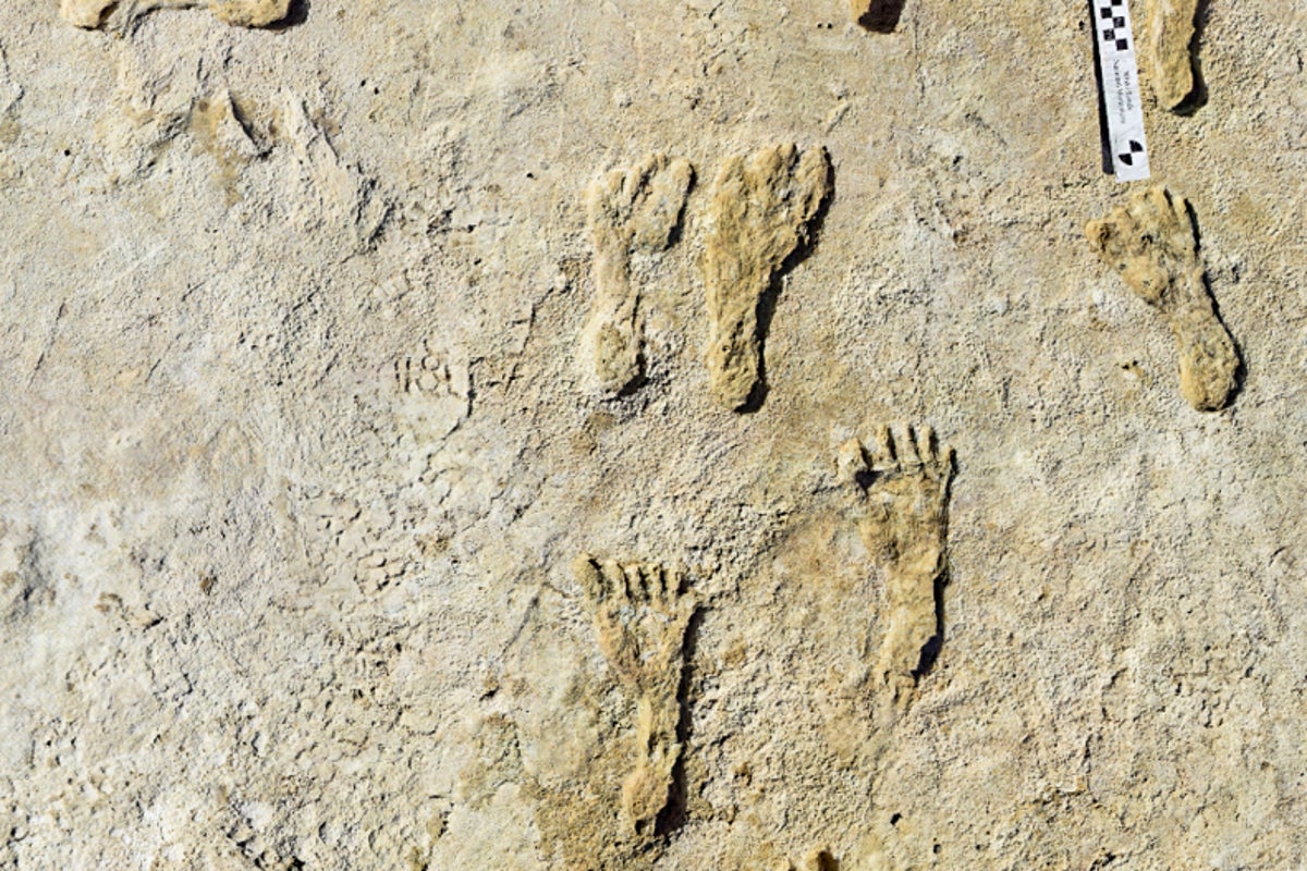Ancient fossilised footprints of adult and child discovered in New ...