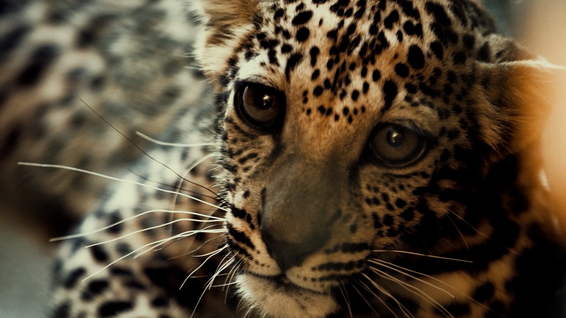 Arabian Leopard Day | The Independent