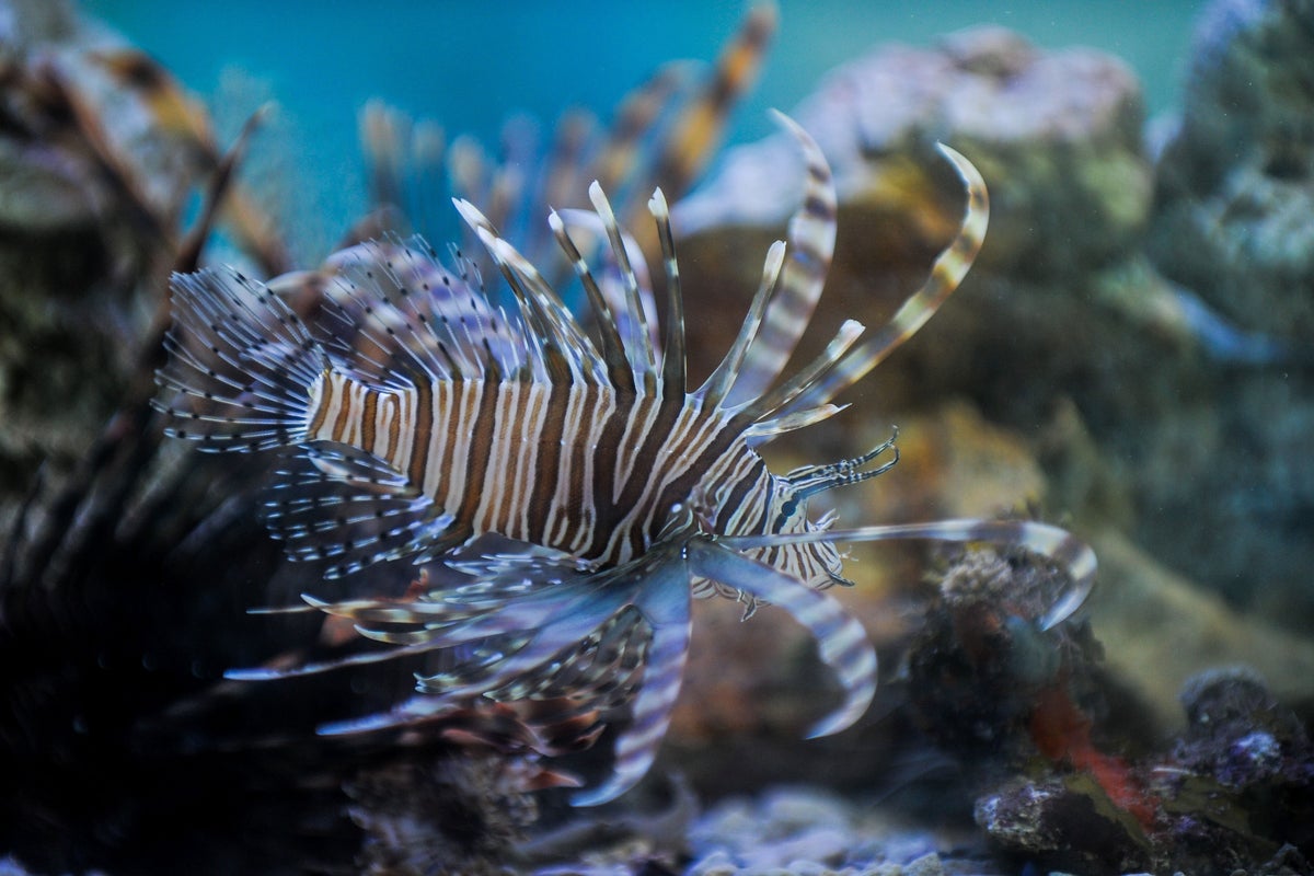 Deadly lionfish that can paralyse humans found for first time off UK ...