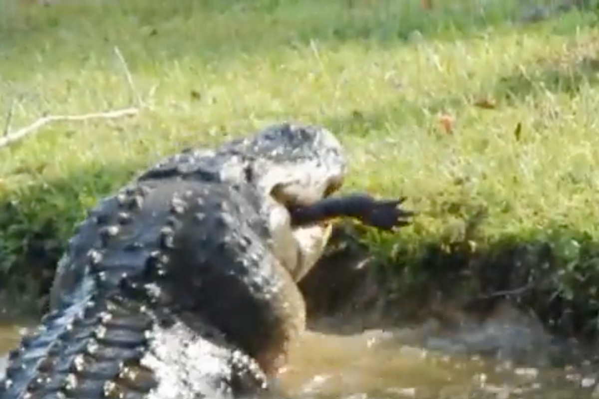 ‘It’s time to move’: Giant cannibal alligator eats smaller gator in ...