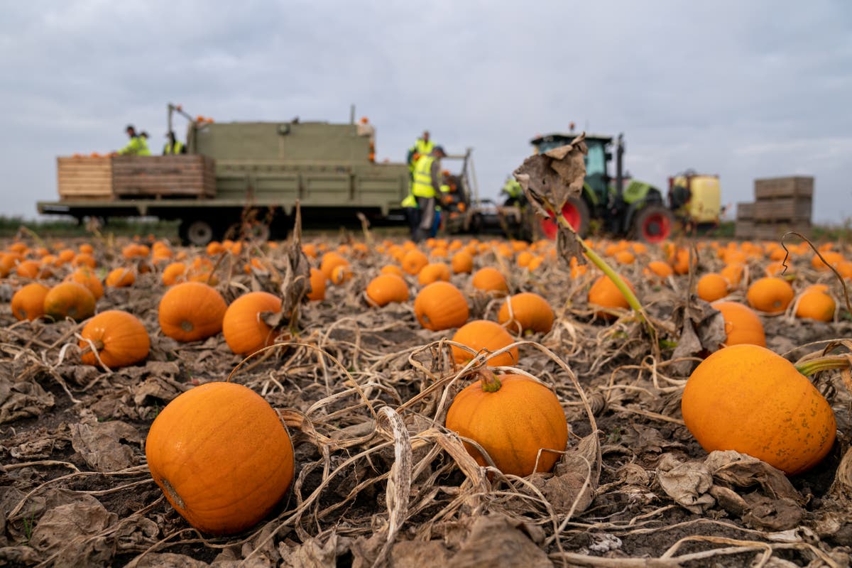 Pumpkin demand to soar after last year’s restricted Halloween | The ...