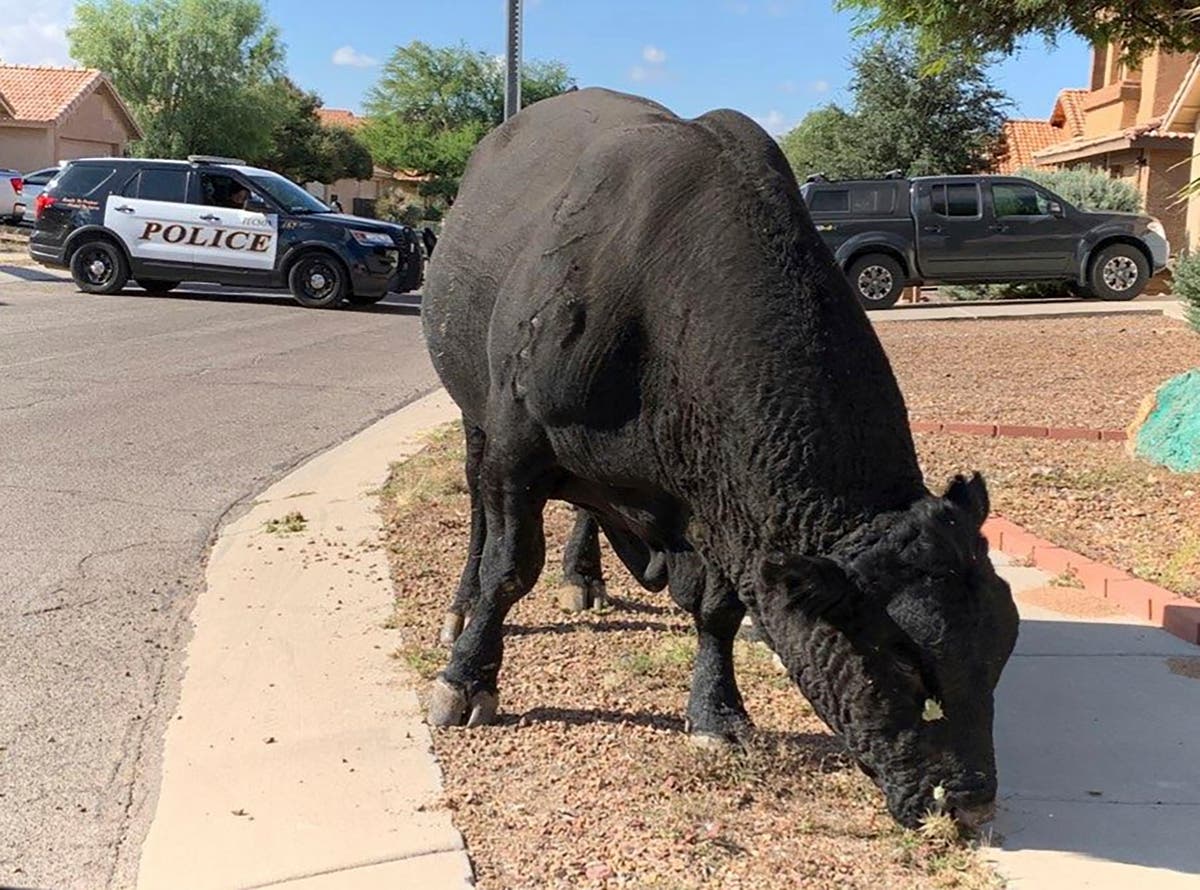 Arizona police and local ranchers help catch a roaming bull | The ...