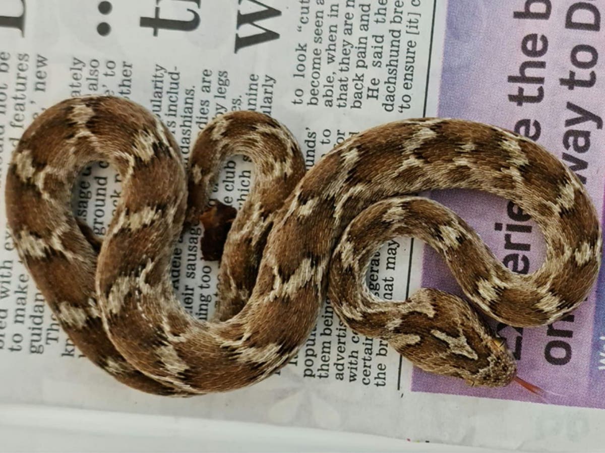 Killer viper found in Essex thought to have traveled in container of ...
