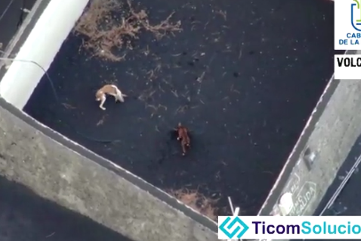 La Palma: Dogs stranded by volcano eruption ‘rescued’ by mysterious ‘A ...