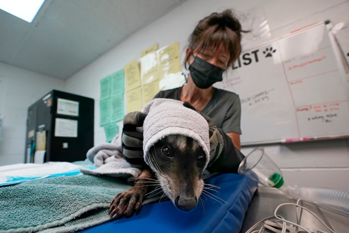 EXPLAINER: How wildfires impact wildlife, their habitat | The Independent
