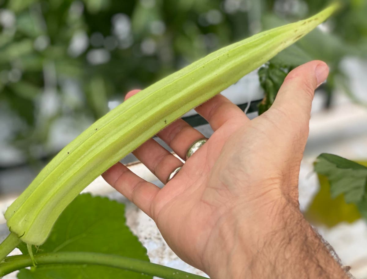 Introducing a whopping new variety of okra – and how to grow it | The ...