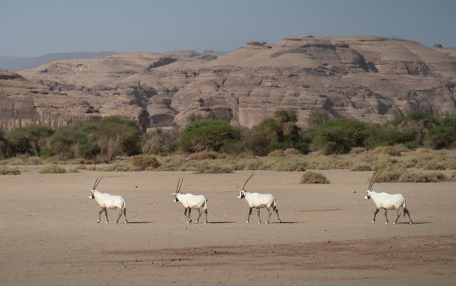 How the Arabian oryx was saved from the brink of extinction | The ...