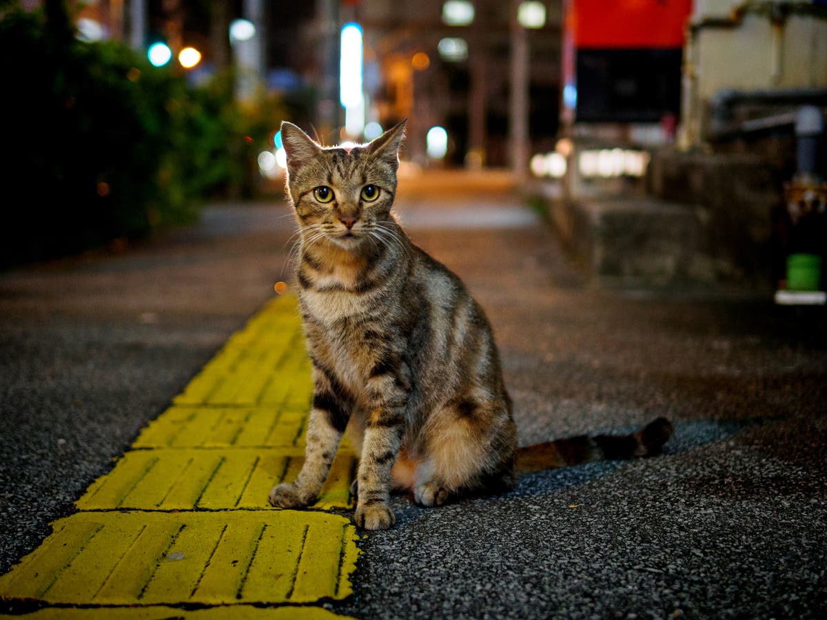 The UK has a quarter of a million stray cats, new study says | The ...
