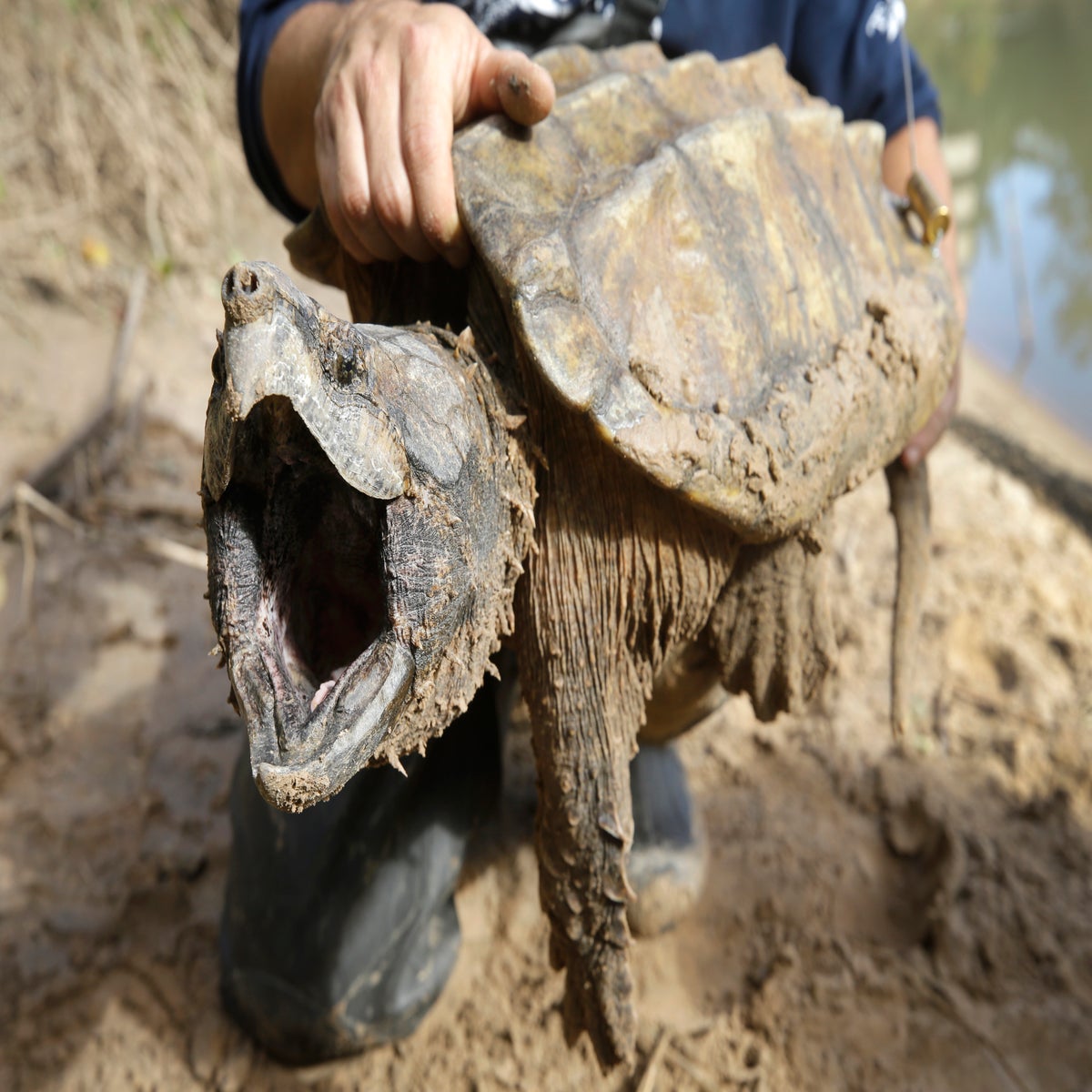 Alligator Snapping Turtle Eating Fish Alligator Snapping Turtles Are