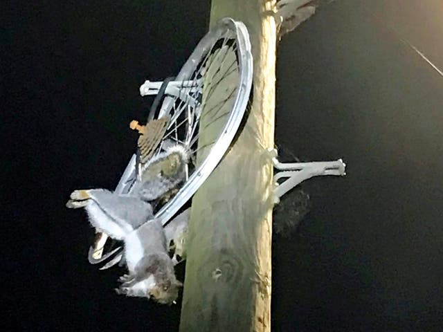 Squirrels found hanging from telegraph pole after being tied together ...