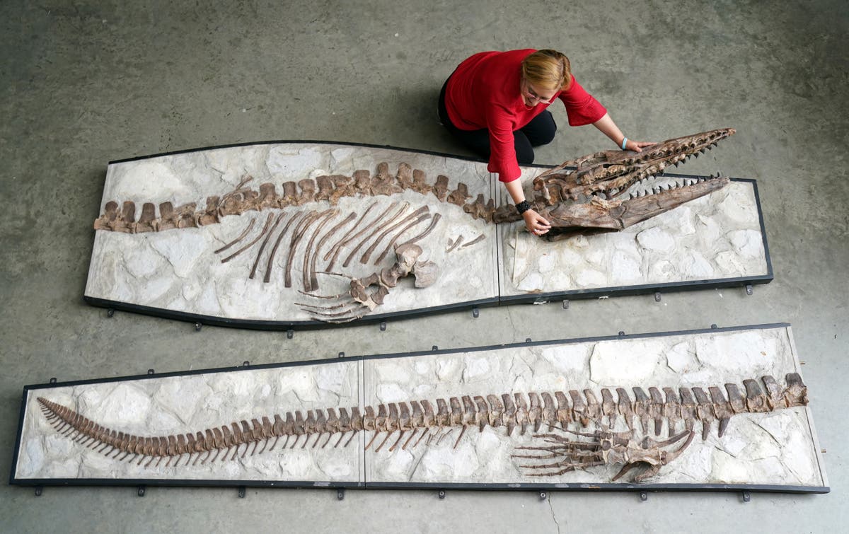Tylosaurus skeleton expected to fetch up to £120,000 at Summers Place ...