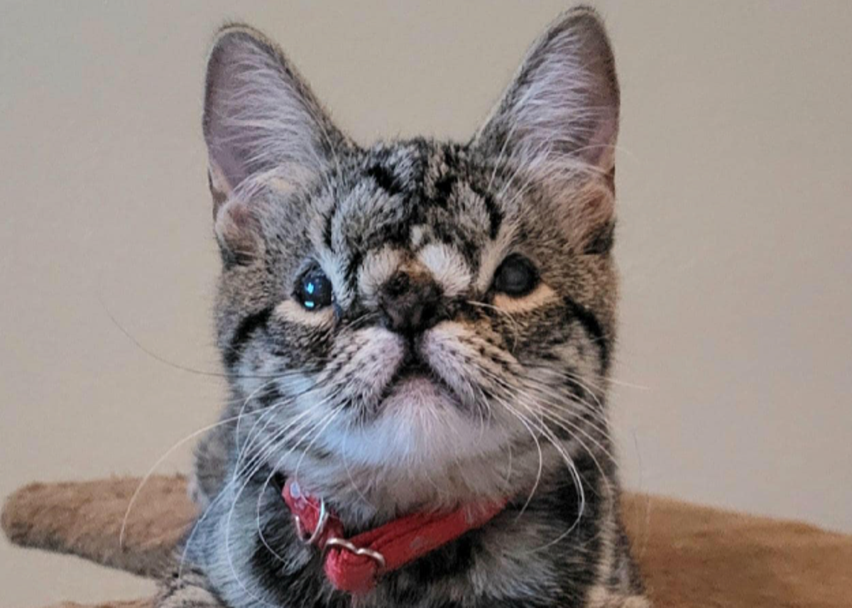 Gatita con anomalía facial recibe “cero solicitudes” de adopción ...