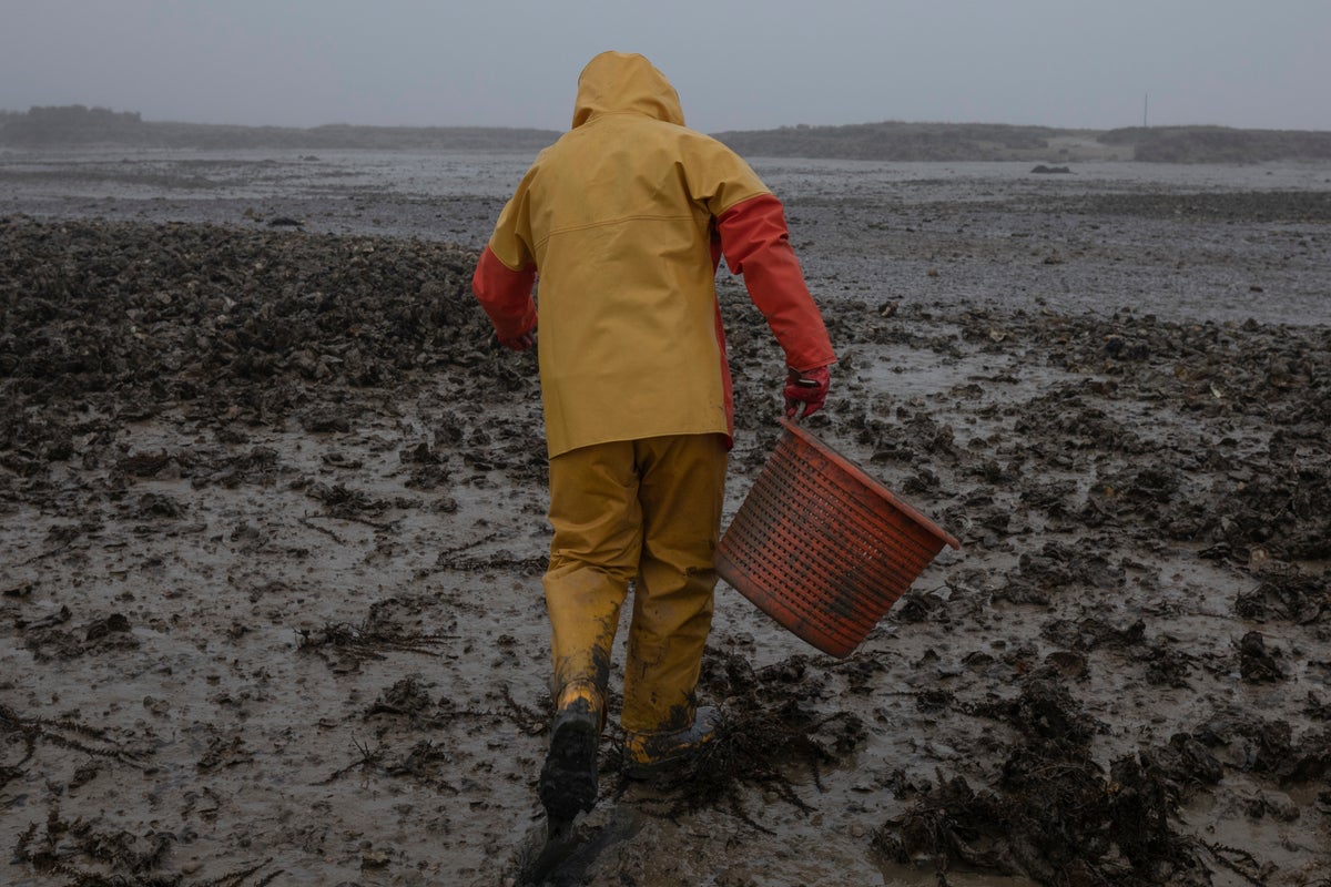 Shellfish areas were polluted by human sewage tens of thousands of ...