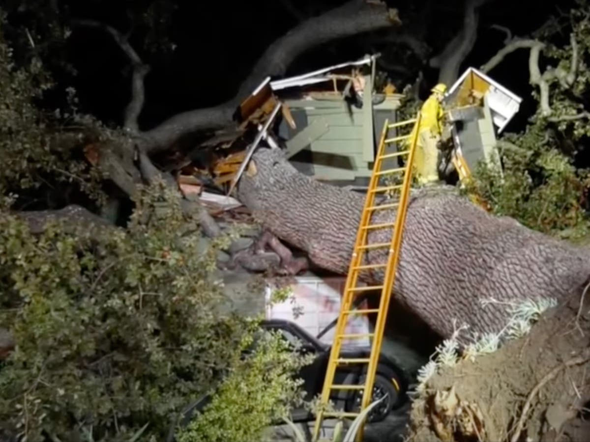 100,000lb tree falls on home killing father reading in his ‘man cave ...