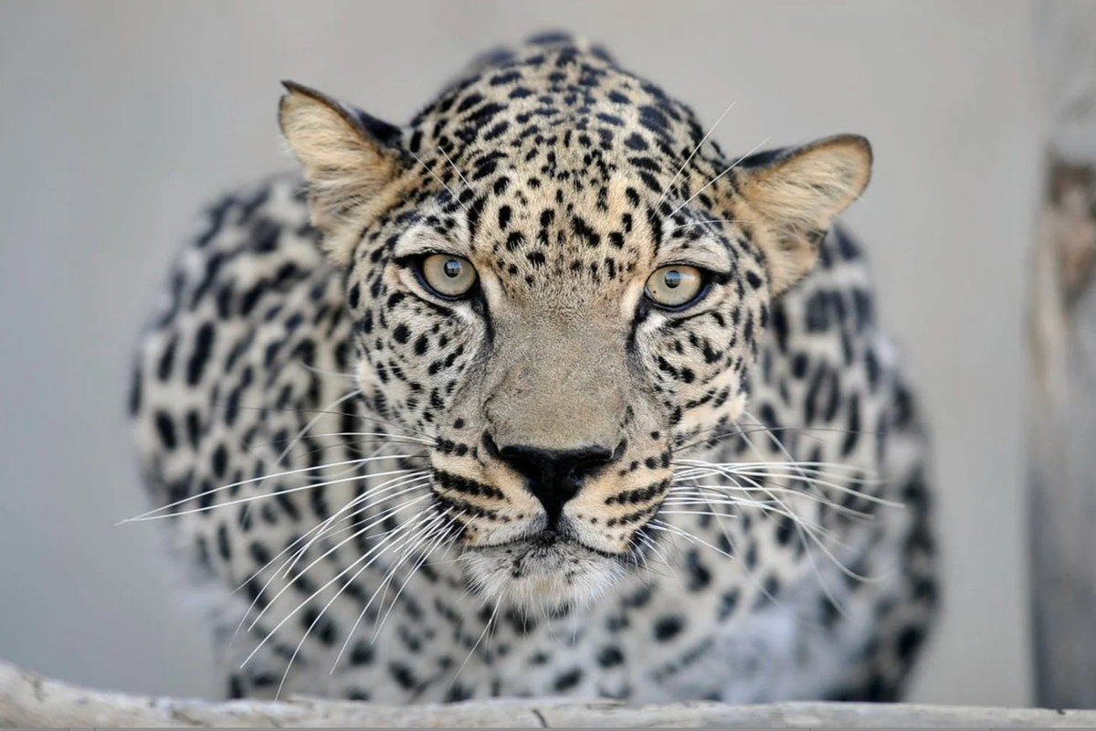 How the Arabian leopard came to symbolise AlUla’s conservation efforts ...